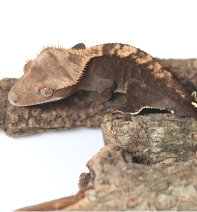 Wholesale Clients | Roberson Reptiles