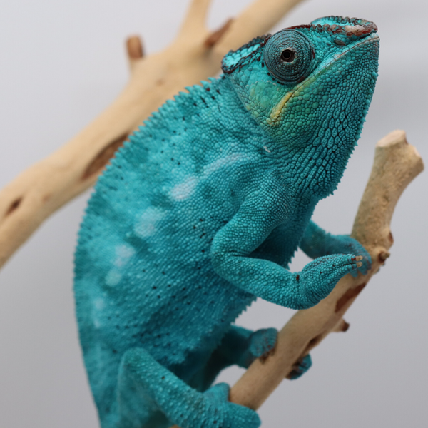 Blue Panther Chameleon