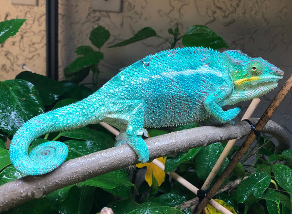 Warren G - Nosy Be Panther Chameleon– Roberson Reptiles
