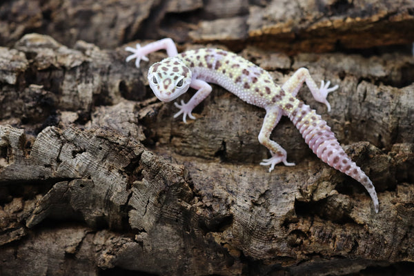 TUG Snow Leopard Gecko | Roberson Reptiles