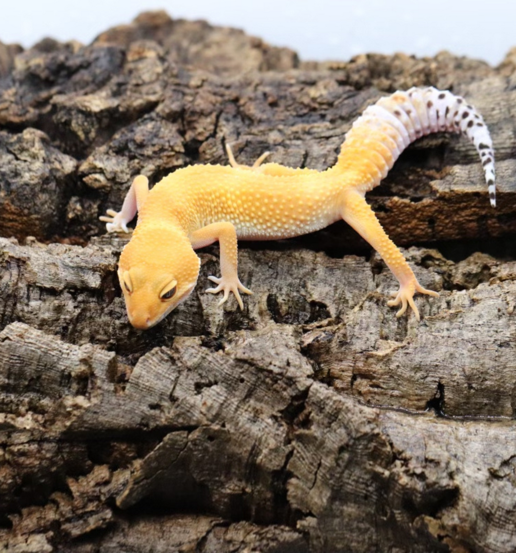 Hypo High Yellow Leopard Gecko